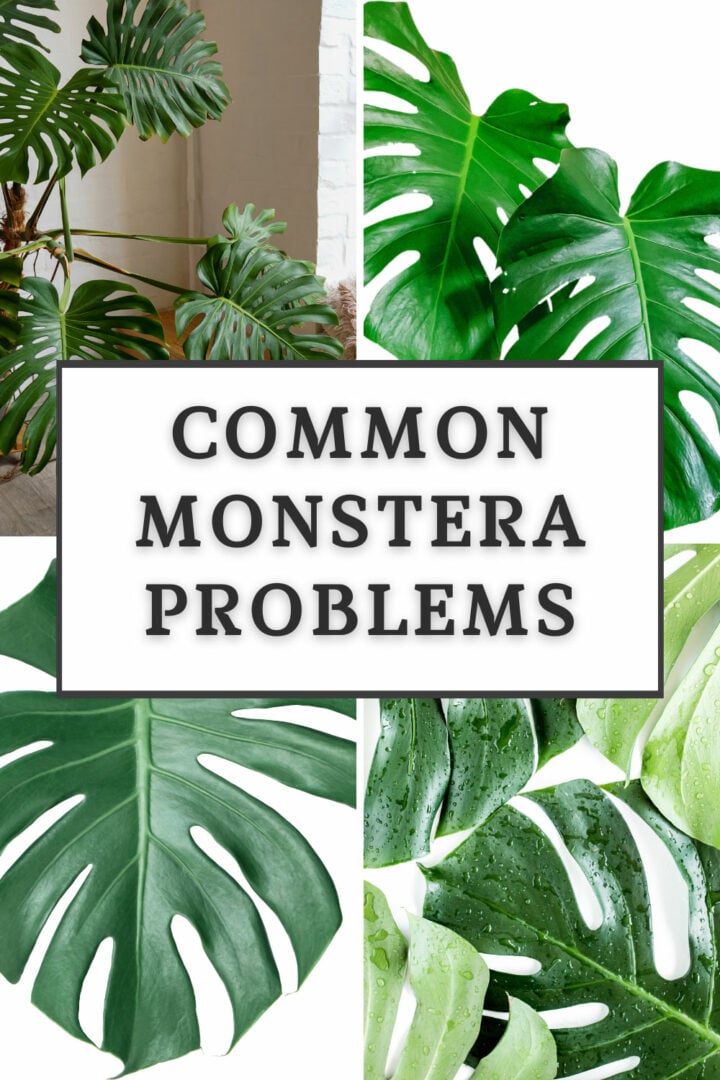 Monstera Problems: 22 Frustrating Problems & Solutions