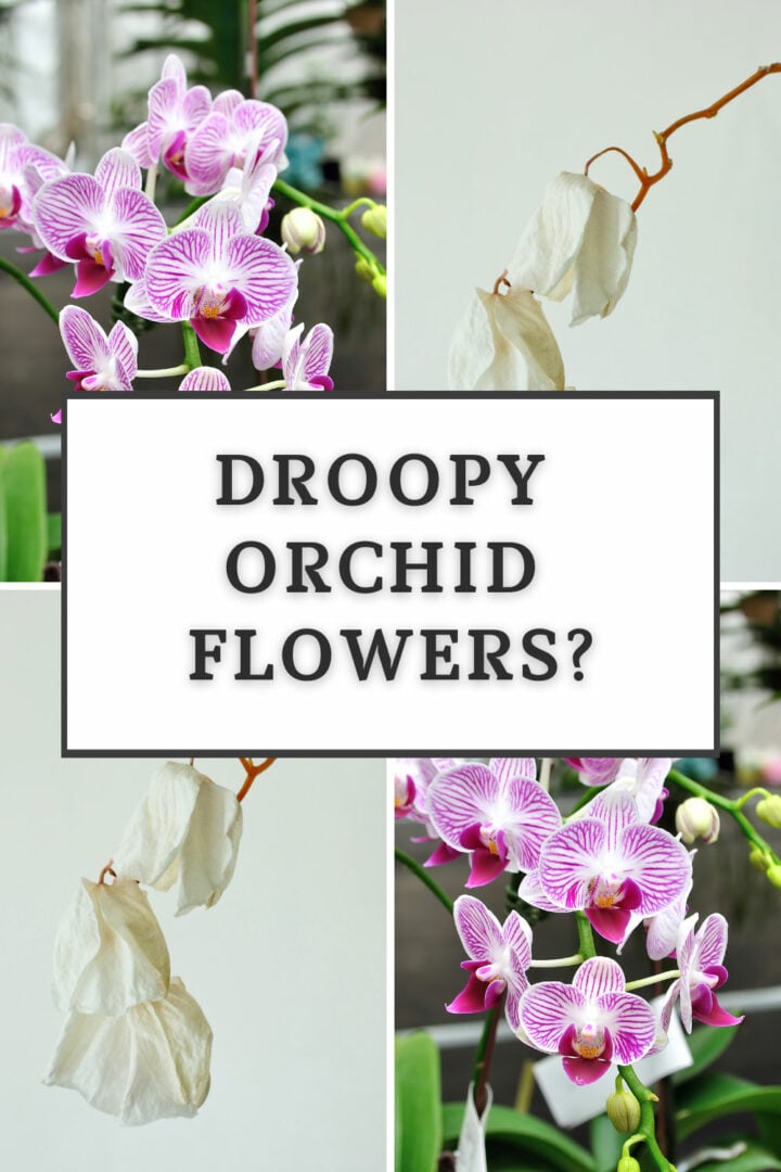 Droopy Orchid Flowers? 3 Common Reasons & Explanations