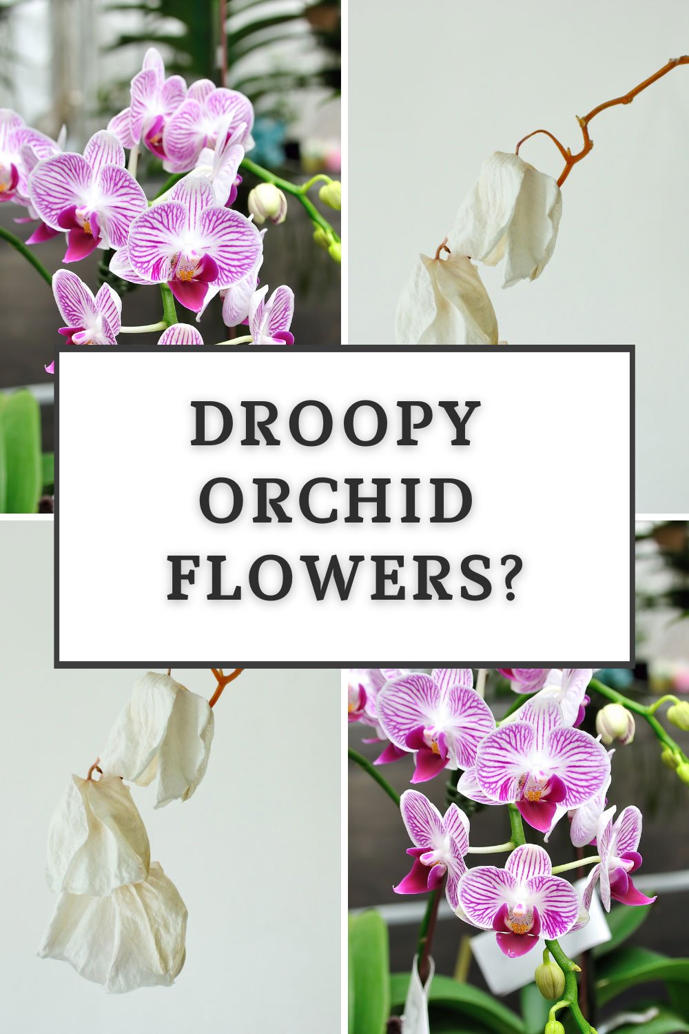 Droopy Orchid Flowers? 3 Common Reasons & Explanations