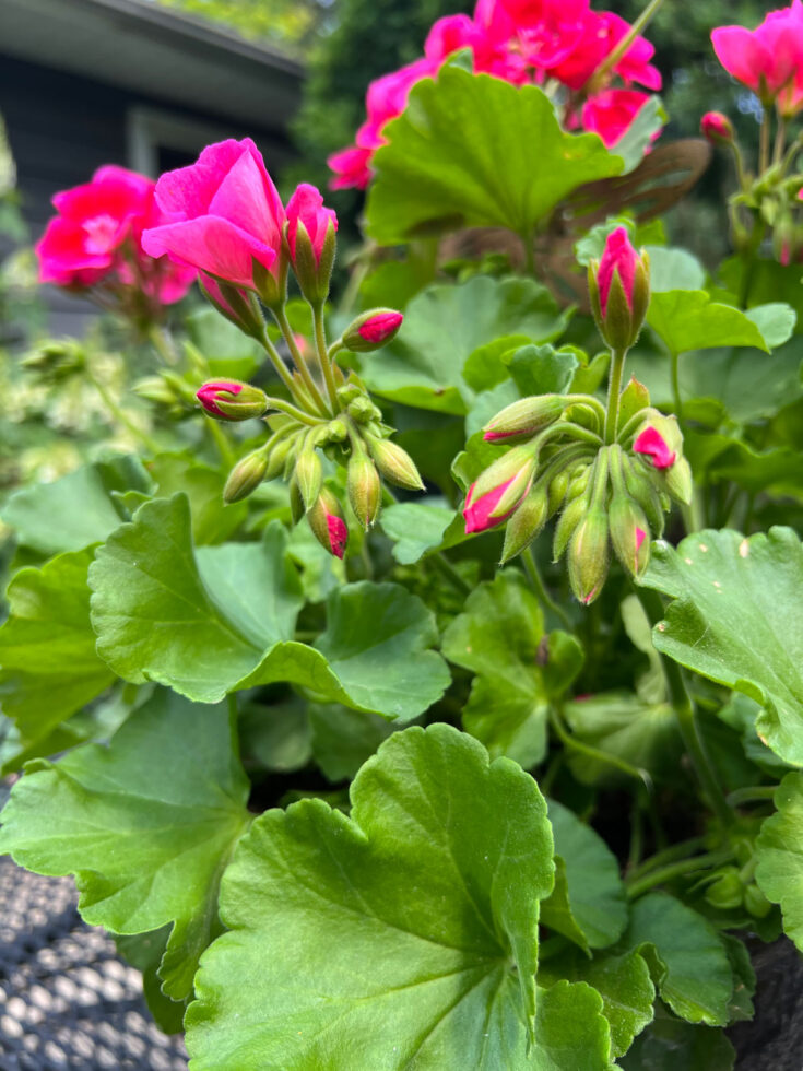 How to Get Geraniums to Bloom: 3 Secrets for Success