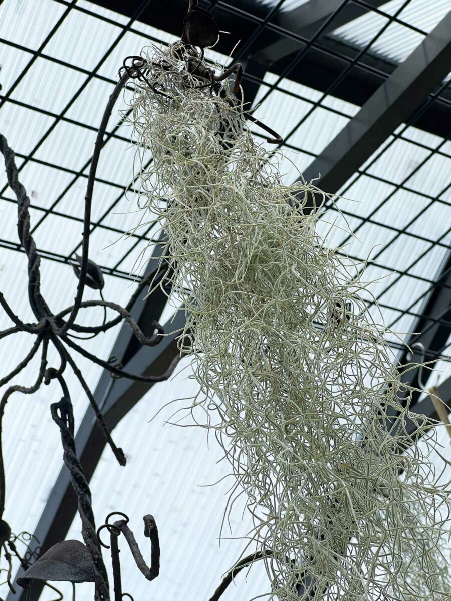 Spanish Moss Air Plant Care: 3 Tips to Growing Inside