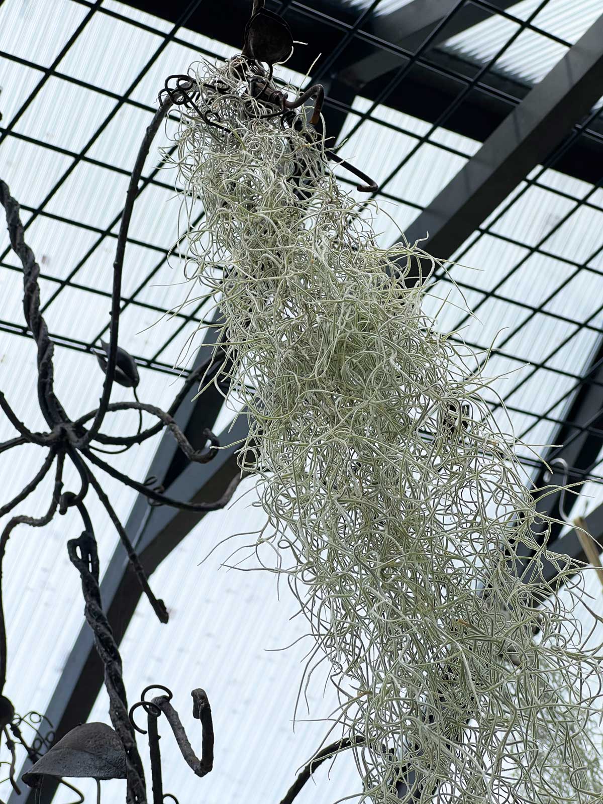 Spanish Moss Air Plant Care: 3 Tips to Growing Inside