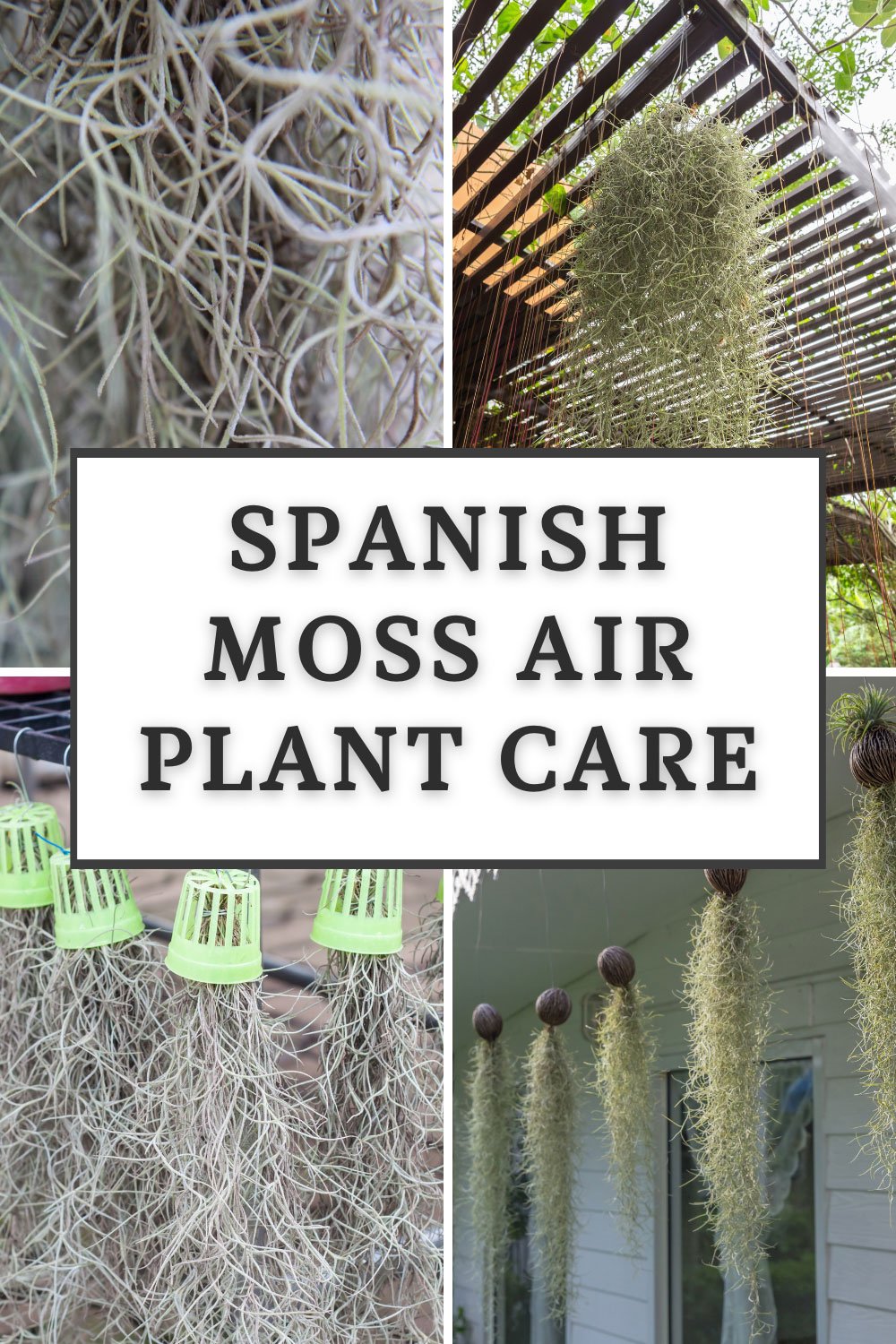 Spanish Moss Air Plant Care: 3 Tips to Growing Inside