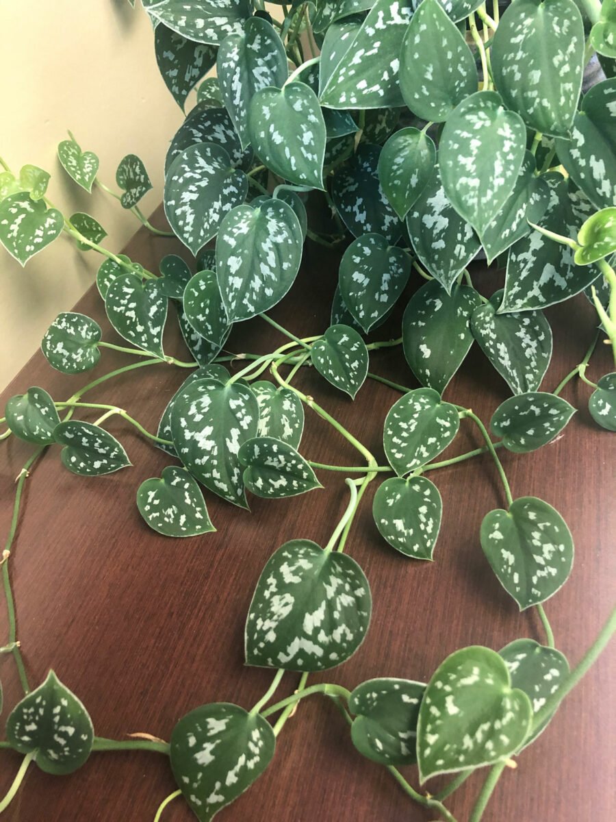 How to Grow Scindapsus Pictus - Silver Philodendron