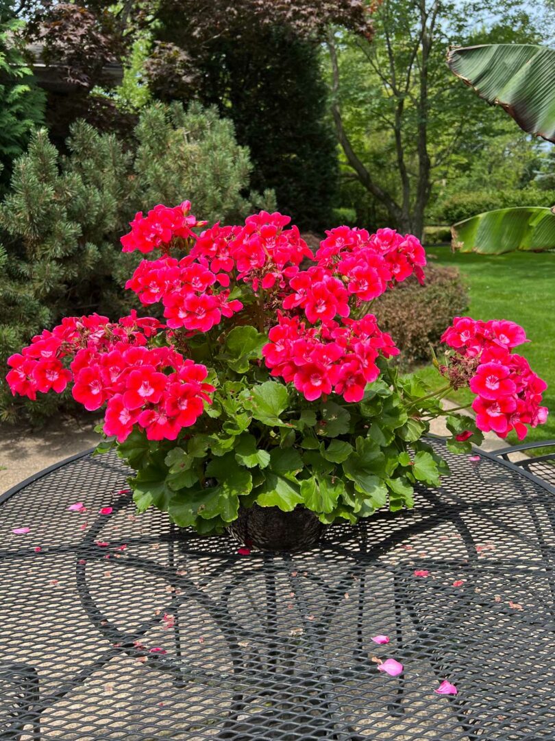 Best Fertilizer for Geraniums in Pots: My 3 Picks