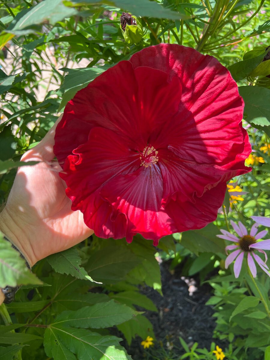 Are Hibiscus Plants Annuals or Perennials? (w/ pics)