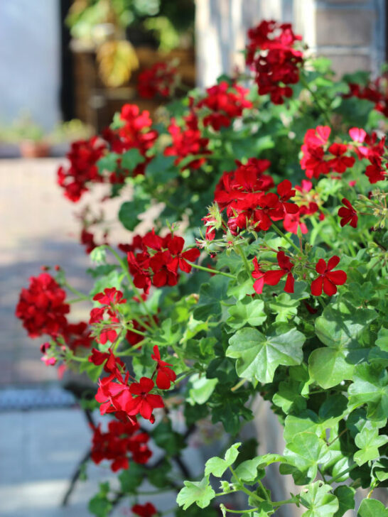 Best Fertilizer for Geraniums in Pots: My 3 Picks