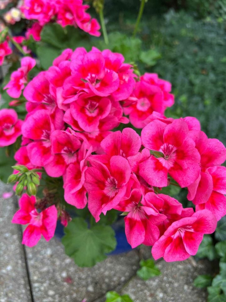 Are Geraniums Perennials or Annuals? (w/ pictures)