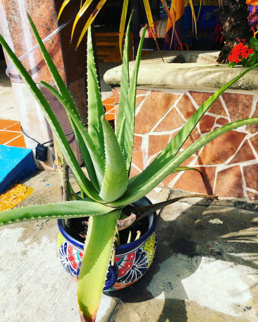 Best Soil for Aloe Vera Plants: 3 Outstanding Choices
