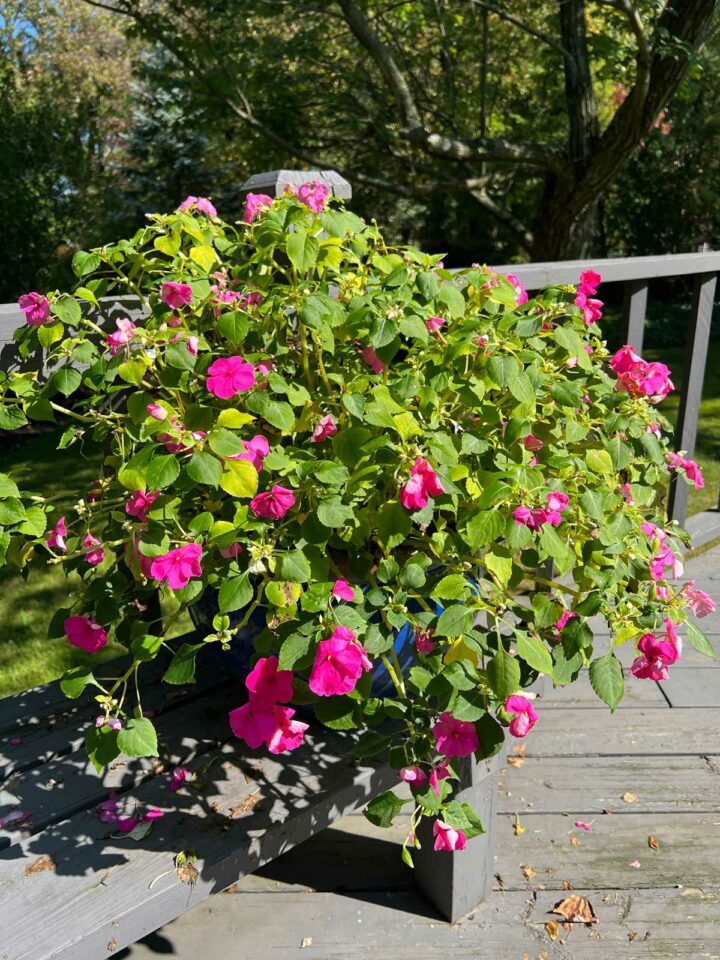 How to Grow Impatiens From Cuttings (With Photos)