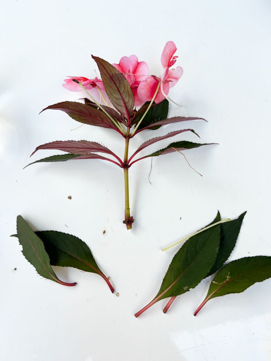 How to Grow Impatiens From Cuttings (With Photos)