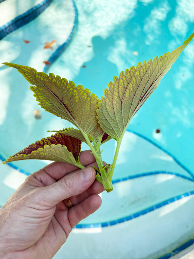 3 Easy Steps to Propagate Coleus in Water (w/ Photos)