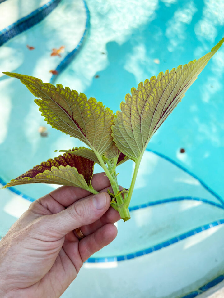 3 Easy Steps to Propagate Coleus in Water (w/ Photos)