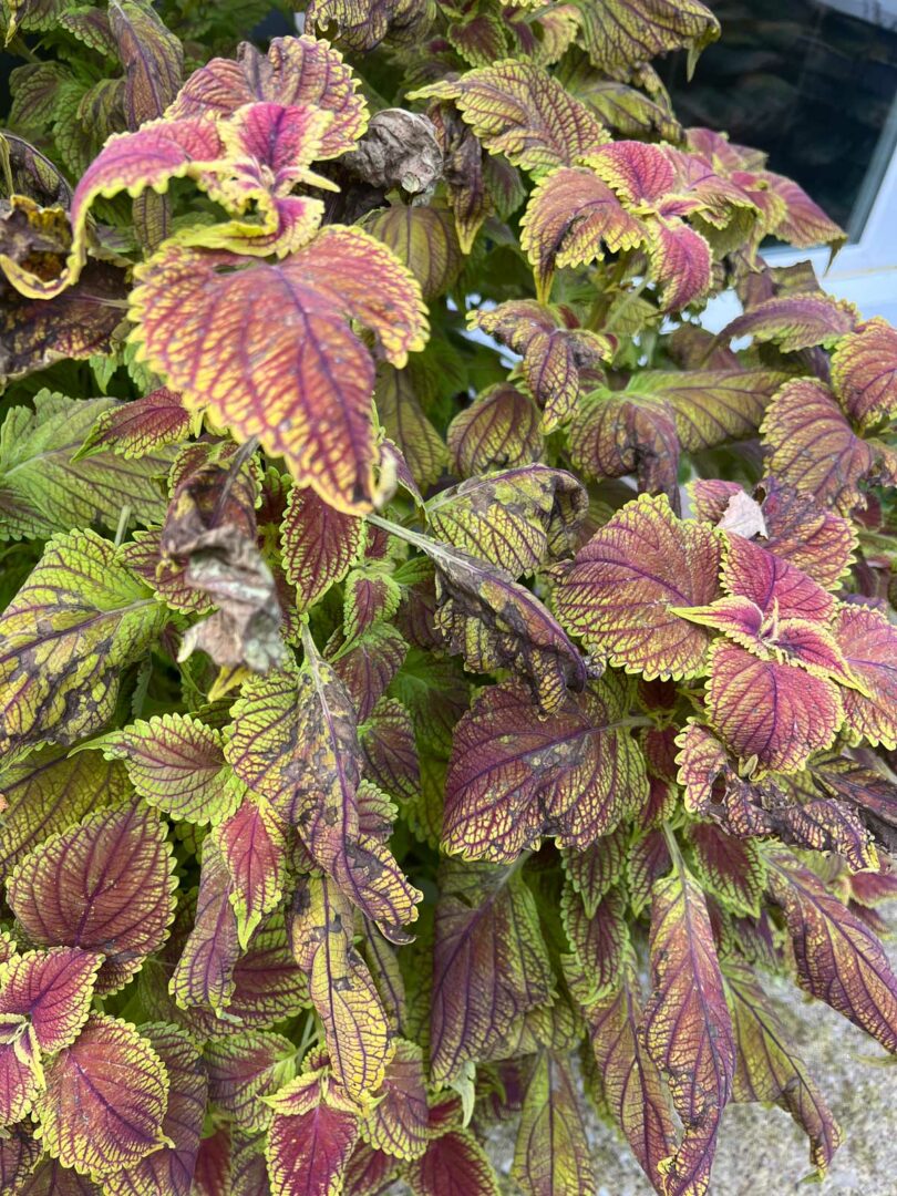 3 Easy Steps to Propagate Coleus in Water (w/ Photos)