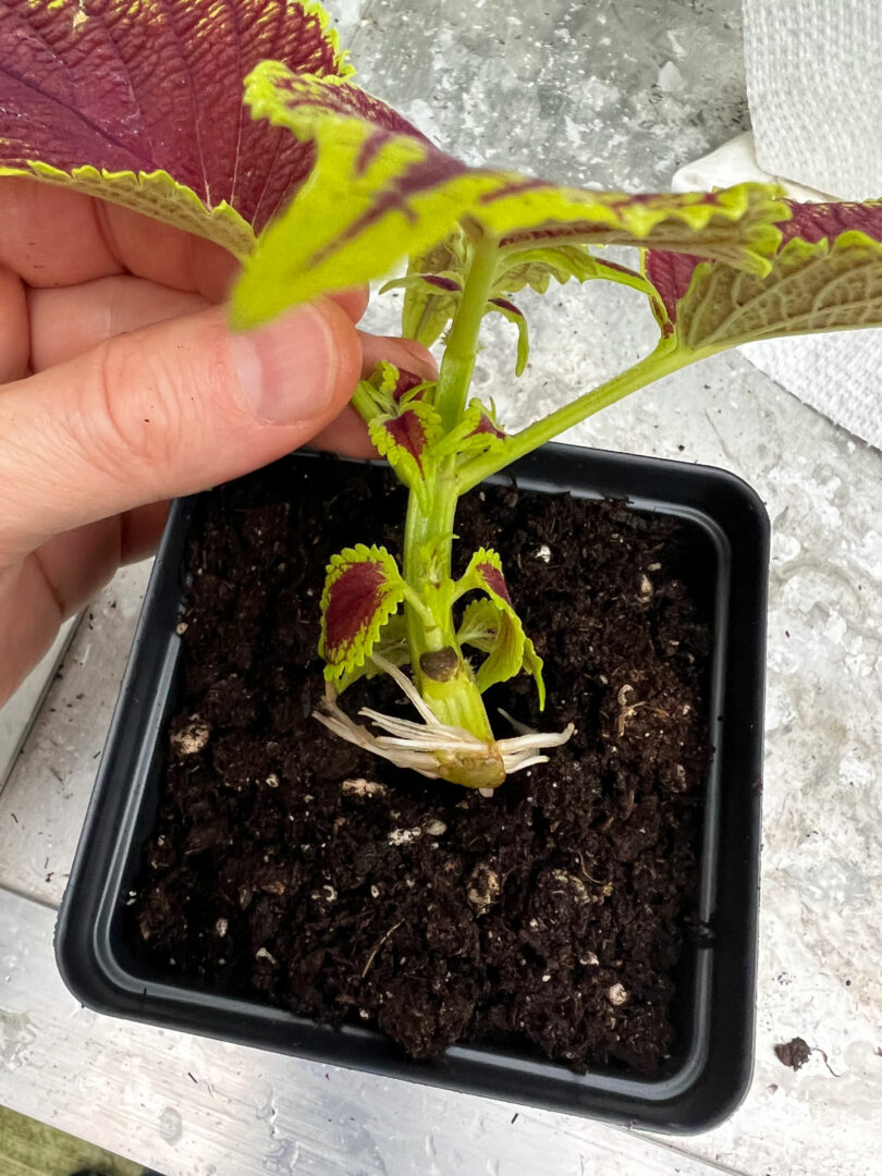 3 Easy Steps to Propagate Coleus in Water (w/ Photos)