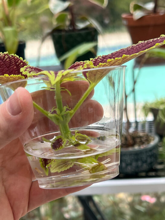 3 Easy Steps to Propagate Coleus in Water (w/ Photos)