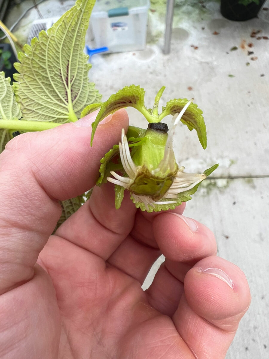 3 Easy Steps to Propagate Coleus in Water (w/ Photos)