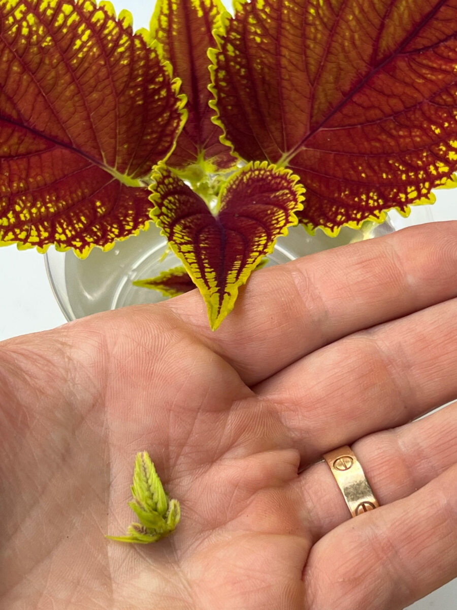 3 Easy Steps to Propagate Coleus in Water (w/ Photos)