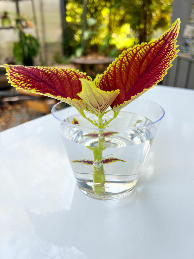 3 Easy Steps to Propagate Coleus in Water (w/ Photos)