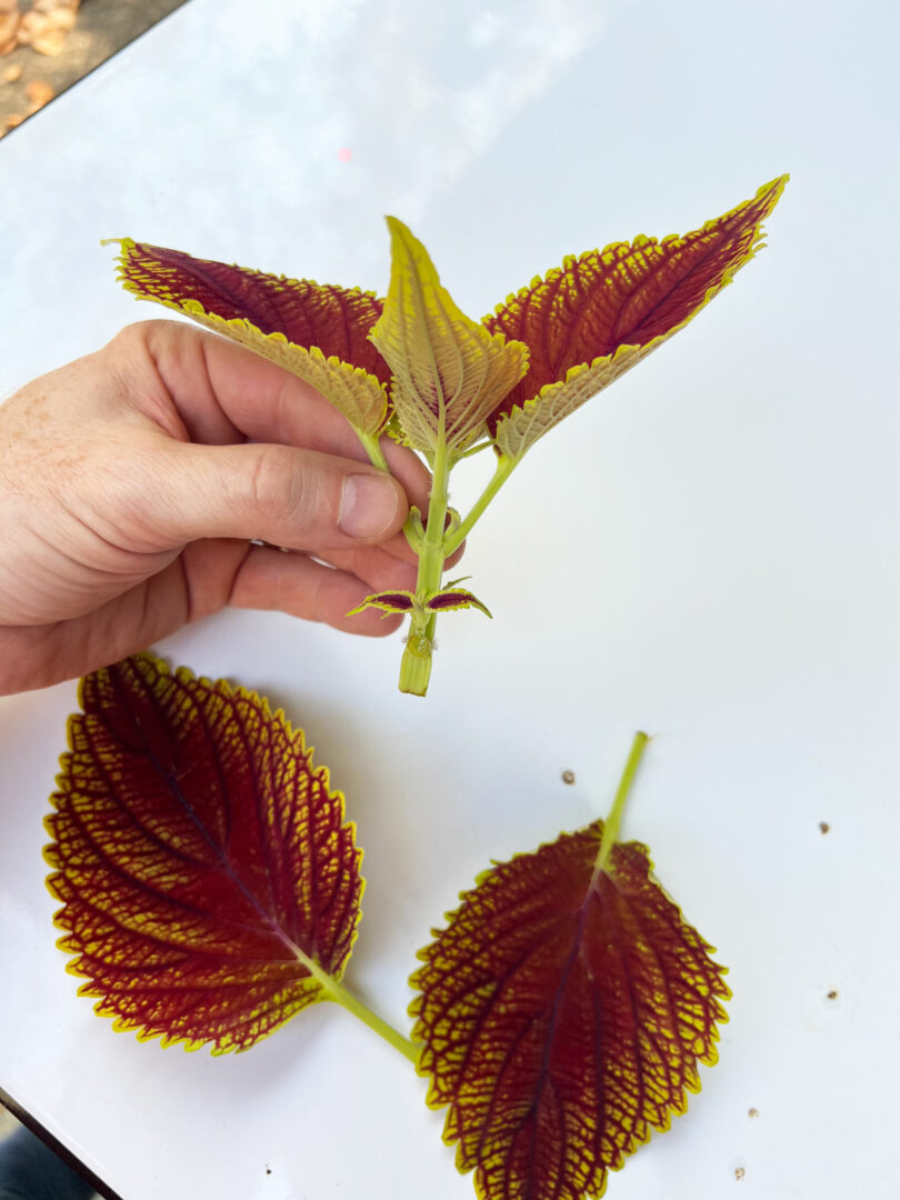 3 Easy Steps to Propagate Coleus in Water (w/ Photos)