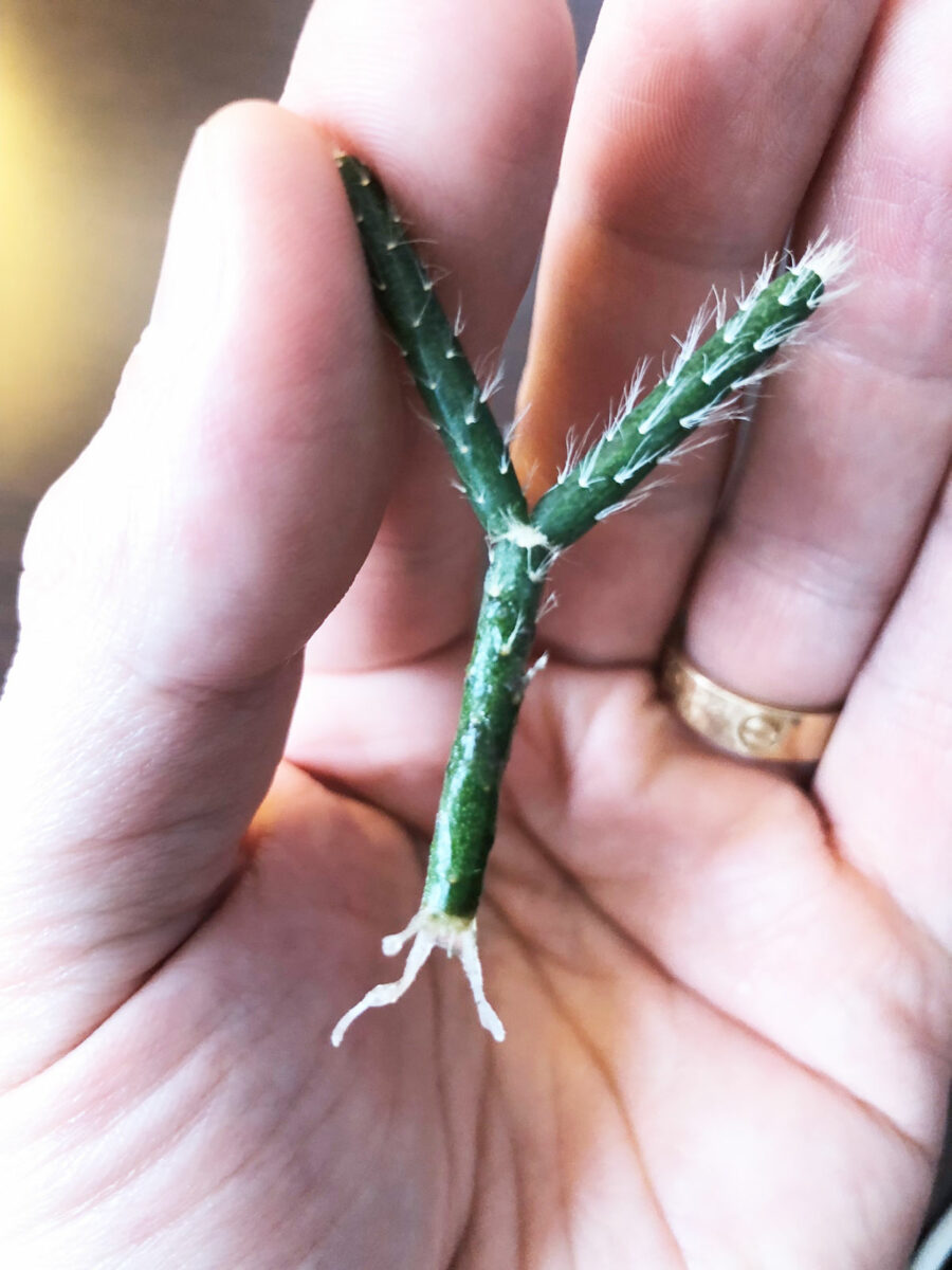 How to Propagate Rhipsalis: 3 Steps + Care Tips (w/ pics)