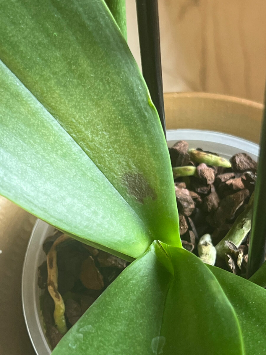 Moth Orchid Sunburn: Causes, Prevention, and What To Do