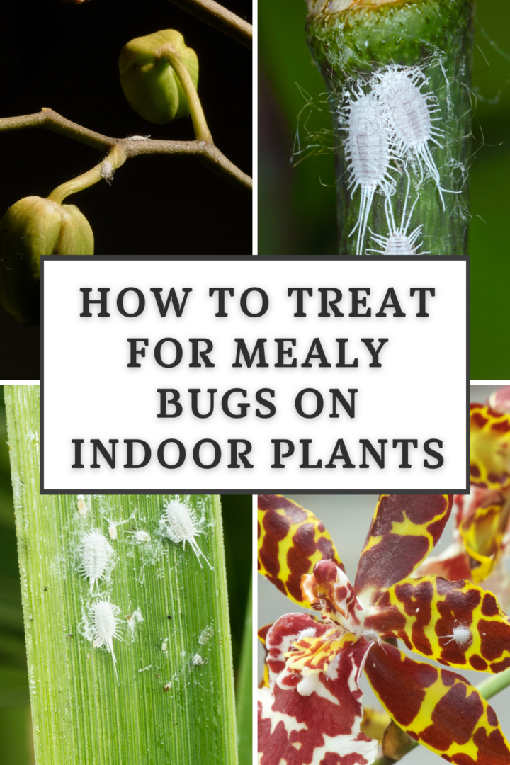 How to Treat Mealy Bugs on Plants: 3 Easy Steps