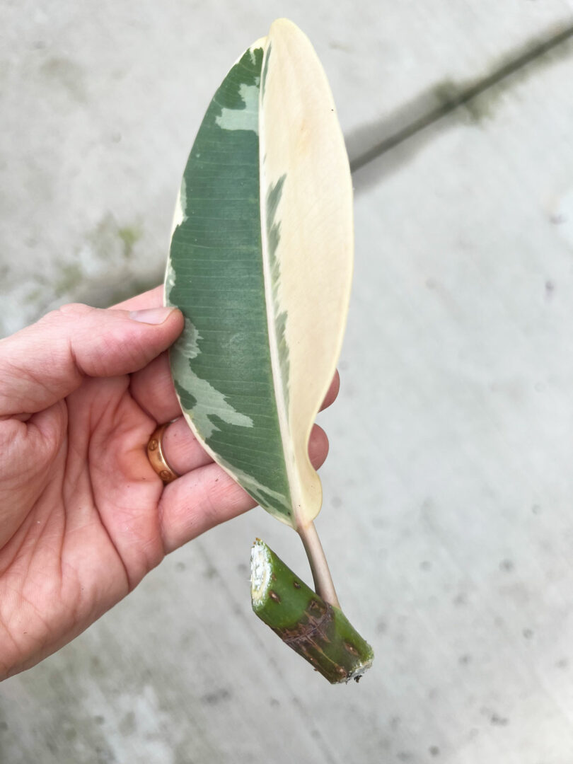 Rubber Plant Varieties: 11 Ficus Elastica Types (w/ Pics)