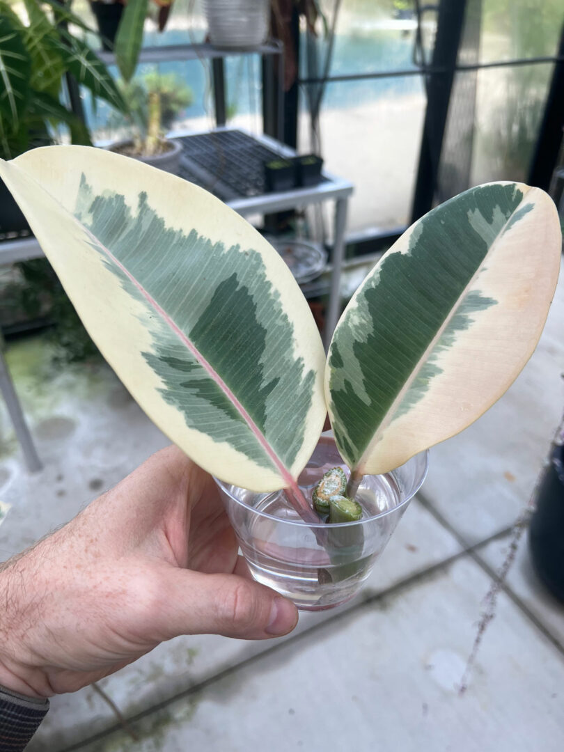 How to Propagate Rubber Plant in Water: 3 Easy Steps