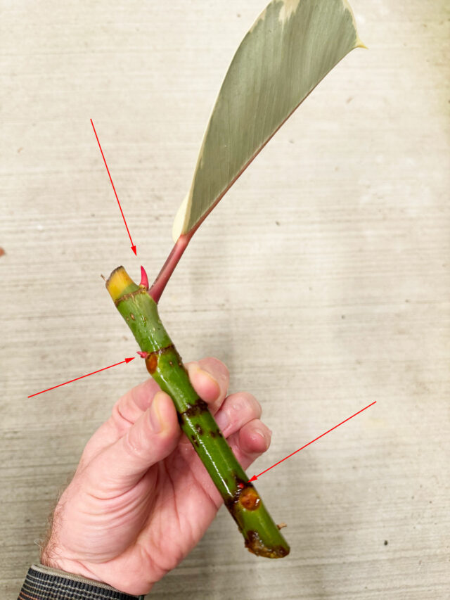 How to Propagate Rubber Plant in Water: 3 Easy Steps