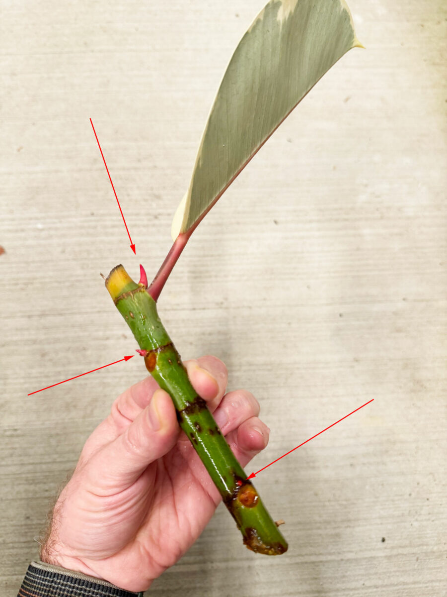 How to Propagate Rubber Plant in Water: 3 Easy Steps