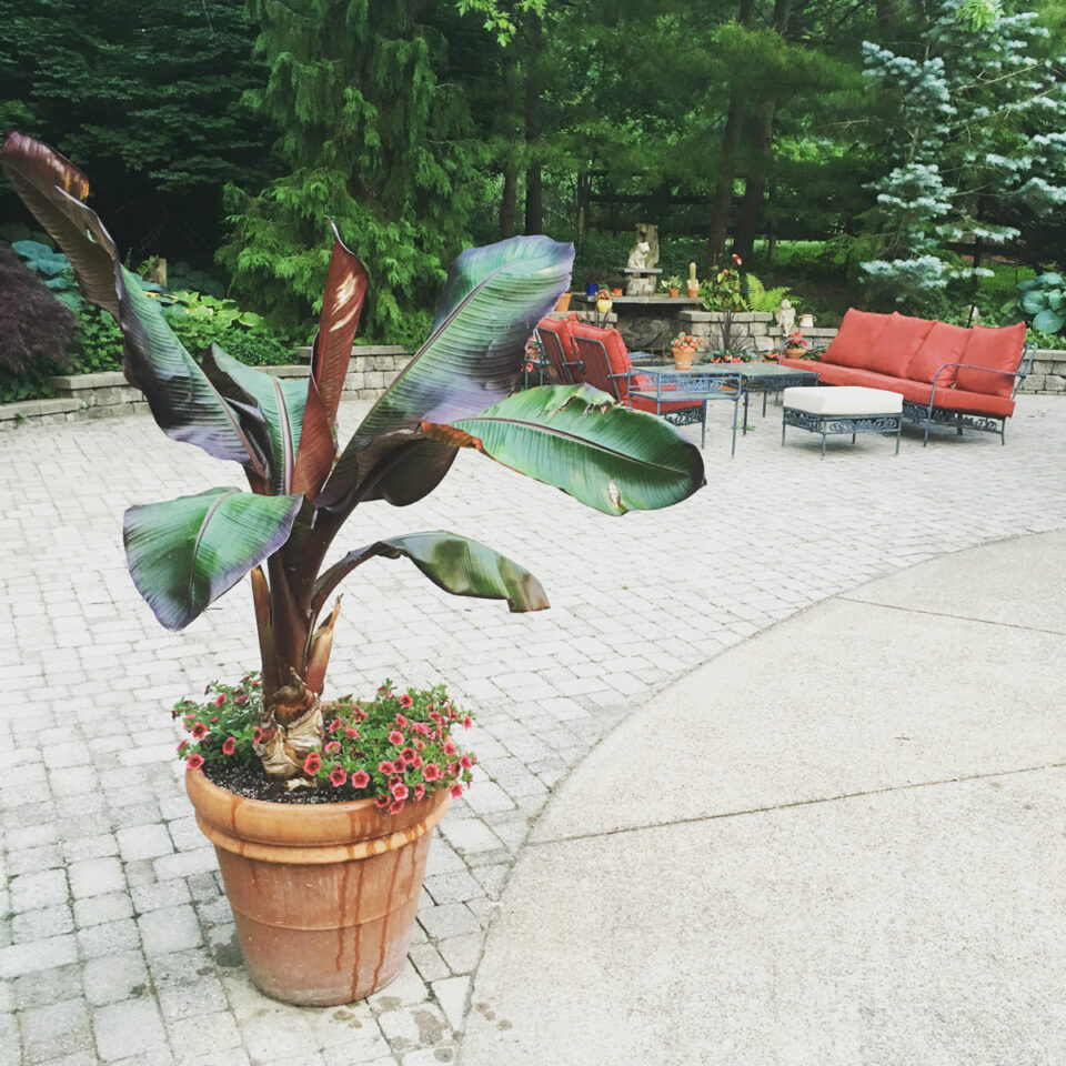 Overwintering Banana Plants: 3 Simple Steps