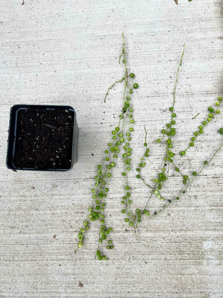 Propagating String of Pearls: 3 Easy Steps w/ Pics