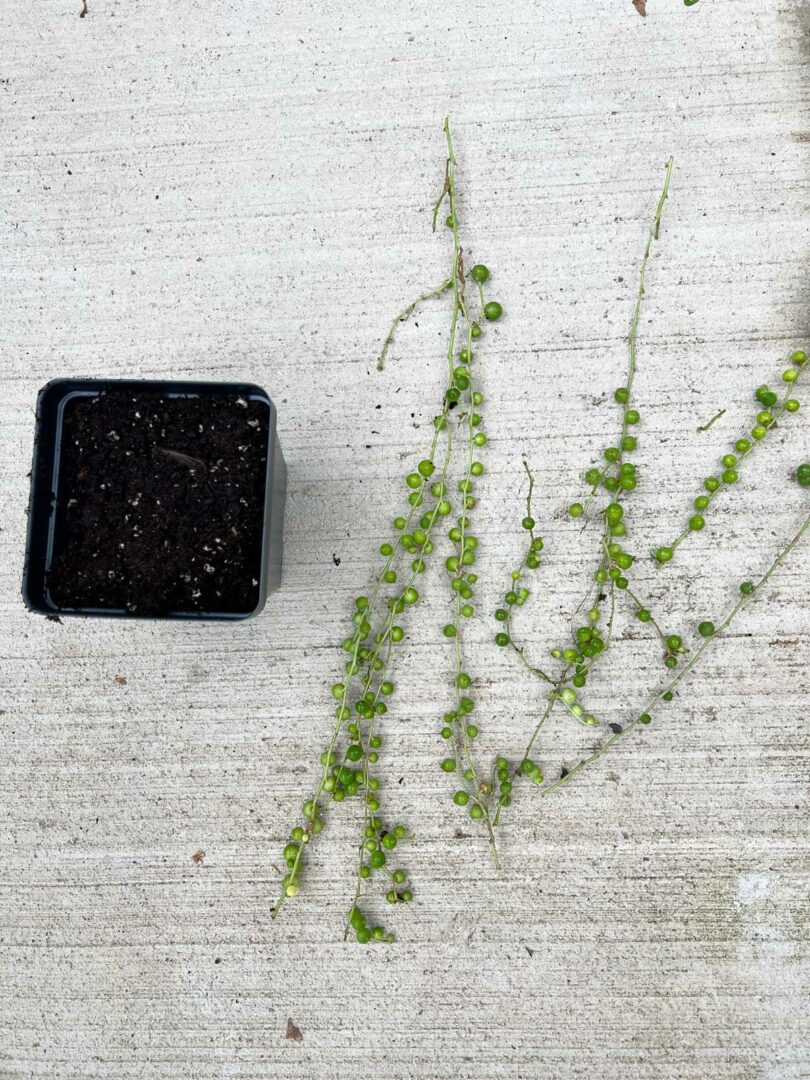 Propagating String of Pearls: 3 Easy Steps w/ Pics
