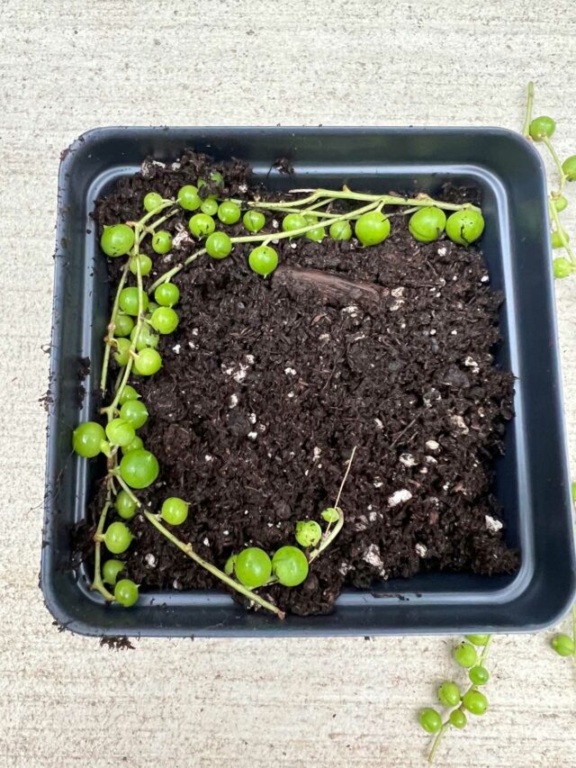 Propagating String of Pearls: 3 Easy Steps w/ Pics
