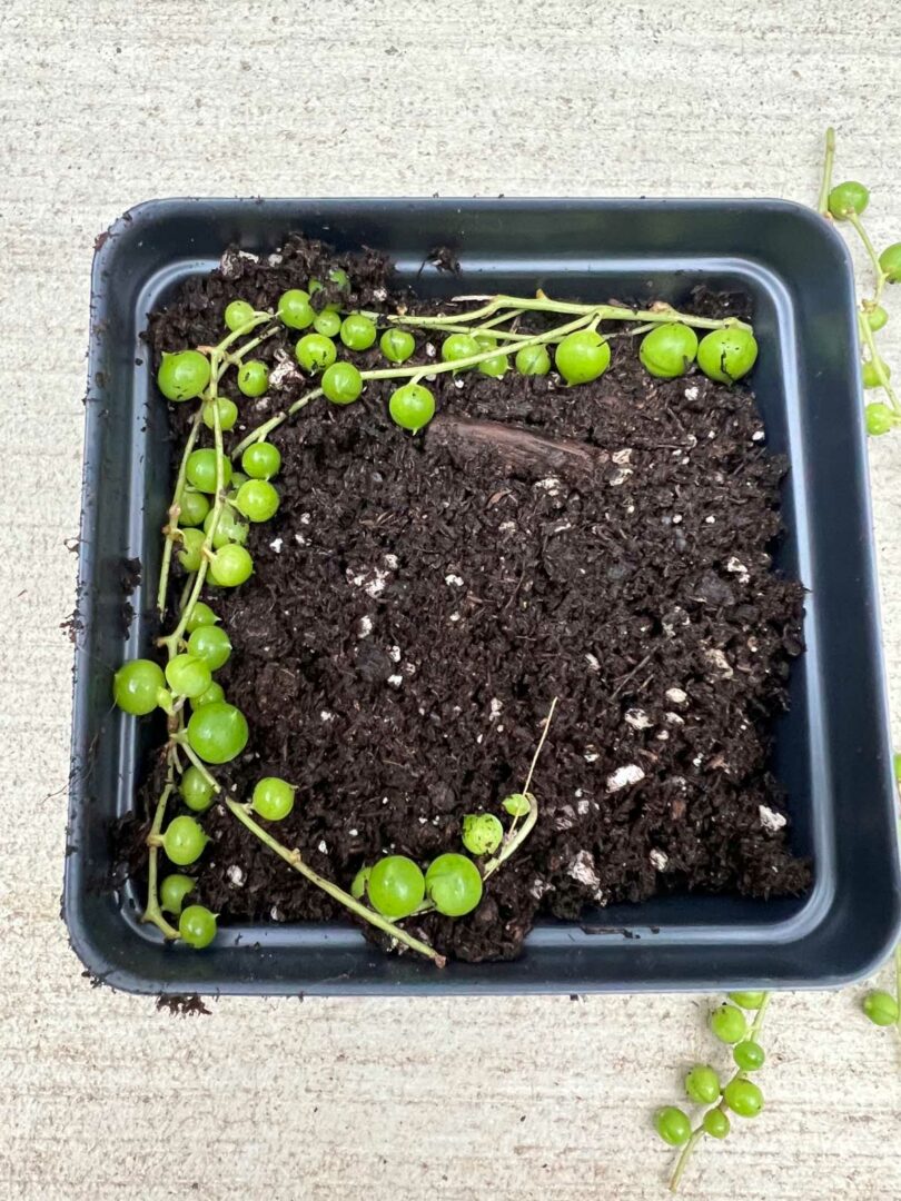 Propagating String of Pearls: 3 Easy Steps w/ Pics