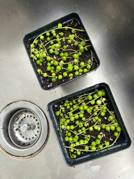 Propagating String of Pearls: 3 Easy Steps w/ Pics