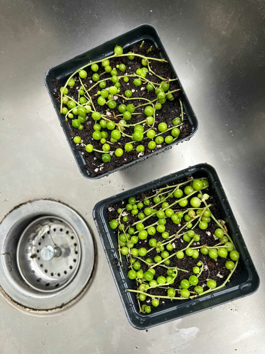Propagating String of Pearls: 3 Easy Steps w/ Pics