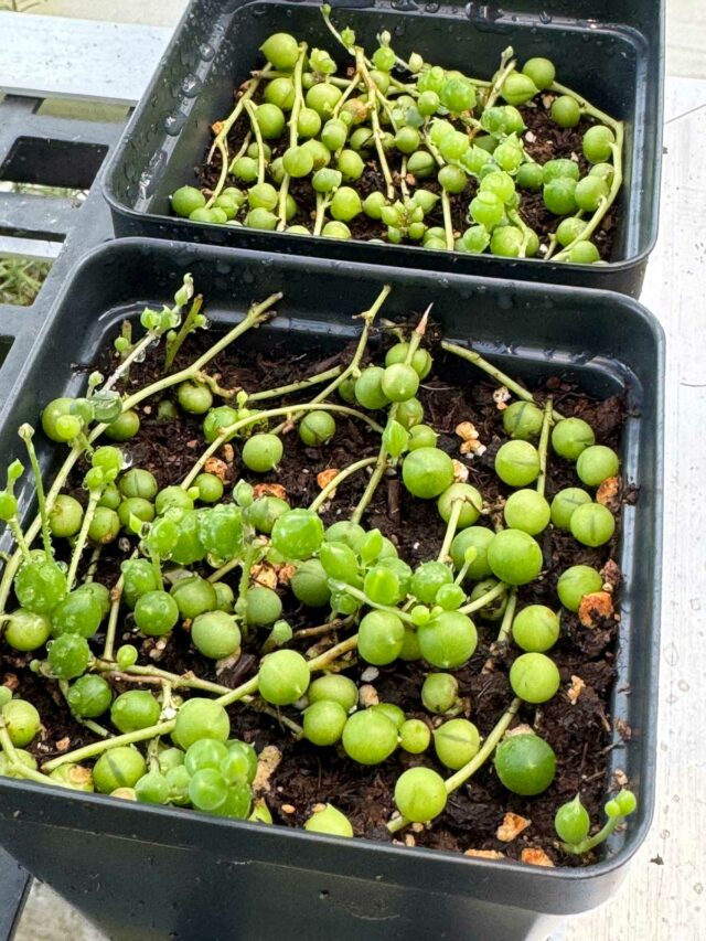 Propagating String of Pearls: 3 Easy Steps w/ Pics