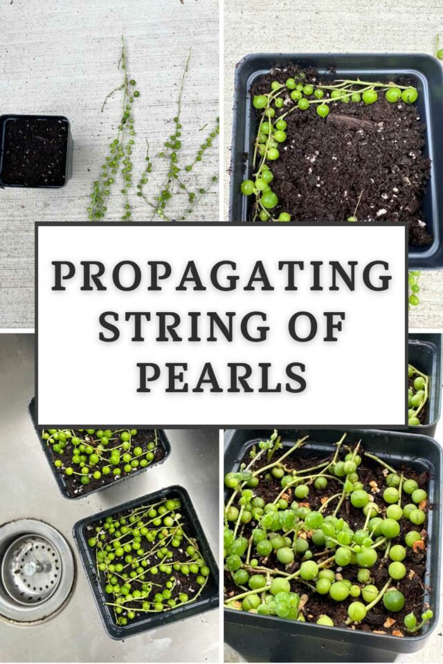 Propagating String of Pearls: 3 Easy Steps w/ Pics