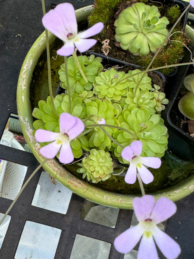 Butterwort Plant Care (Pinguicula): 5 Important Tips
