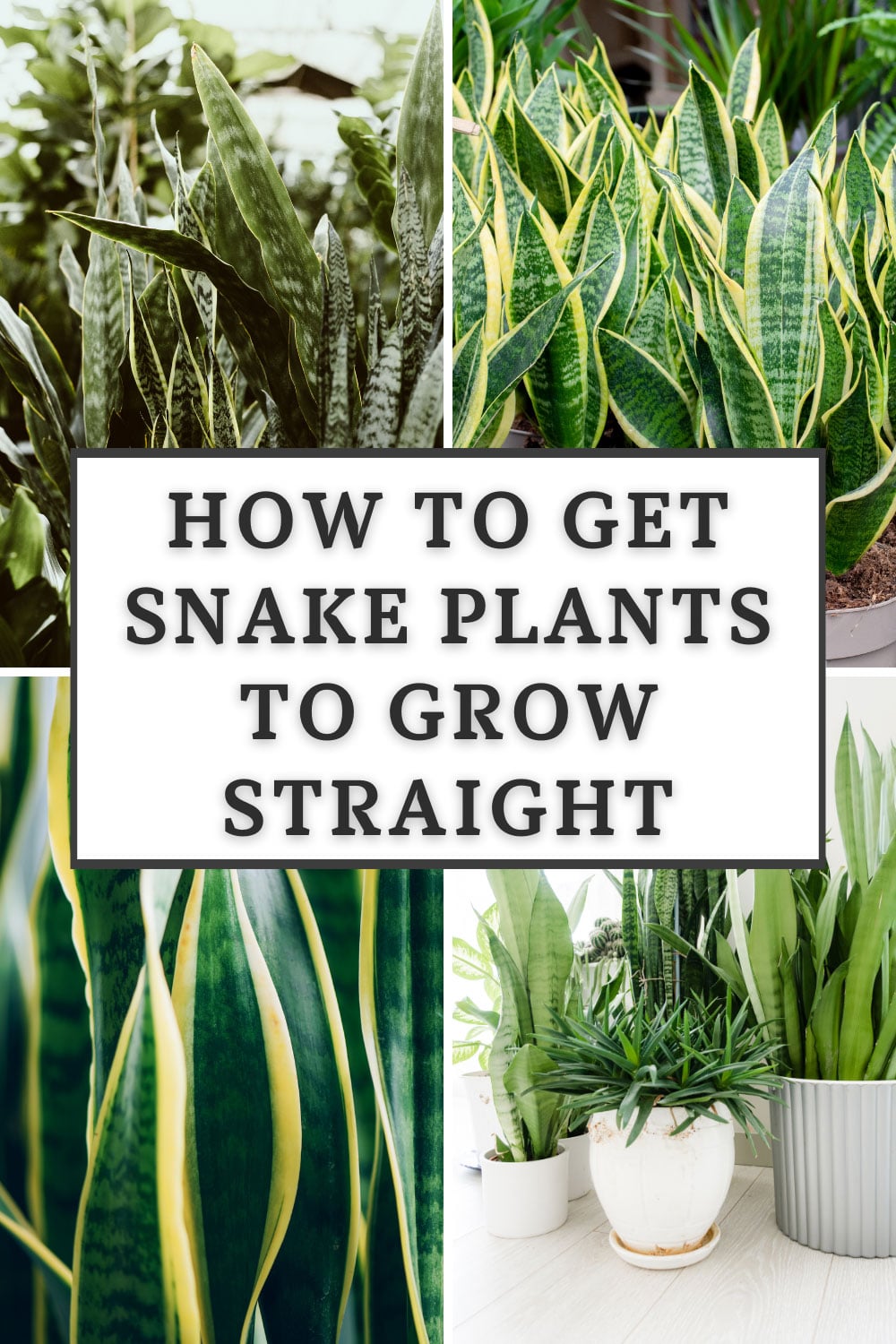 How to Get Snake Plants to Grow Straight: 5 Easy Tips