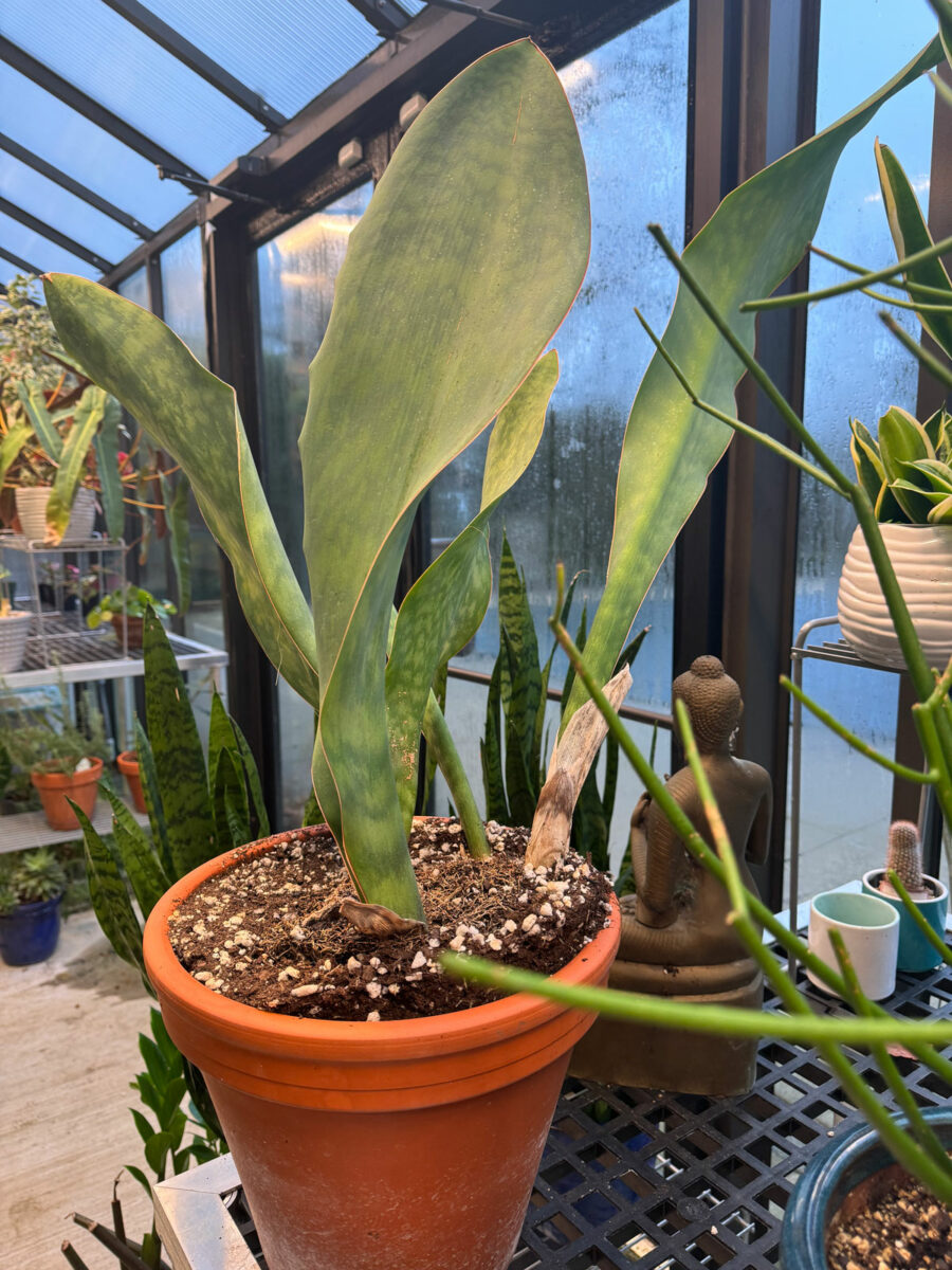 How to Get Snake Plants to Grow Straight: 5 Easy Tips