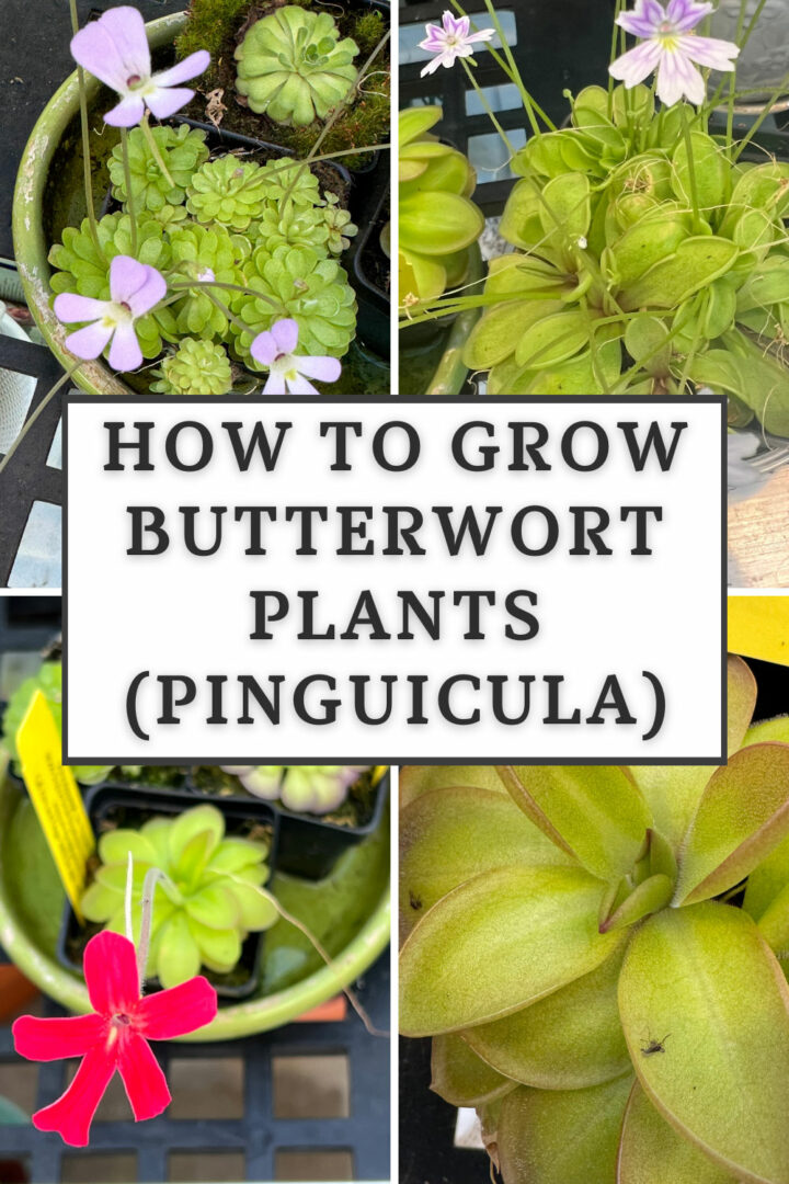 Butterwort Plant Care (Pinguicula): 5 Important Tips