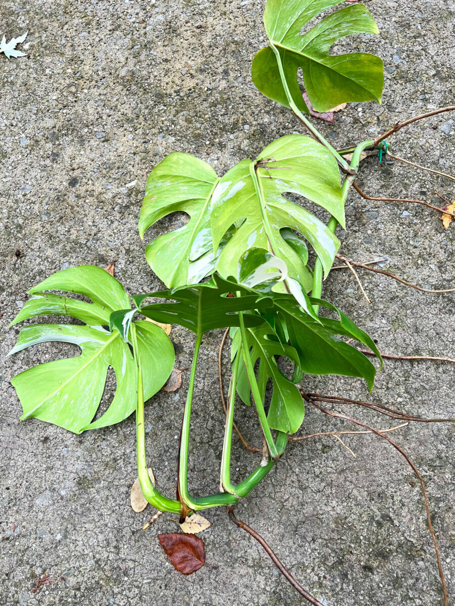 How to Propagate Variegated Monstera in 3 Easy Steps