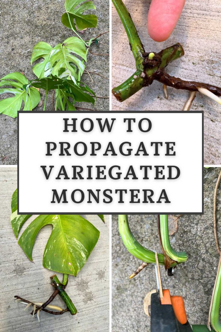 How to Propagate Variegated Monstera in 3 Easy Steps