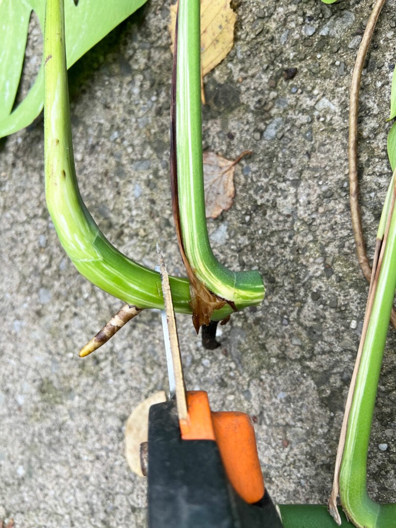 How to Propagate Variegated Monstera in 3 Easy Steps