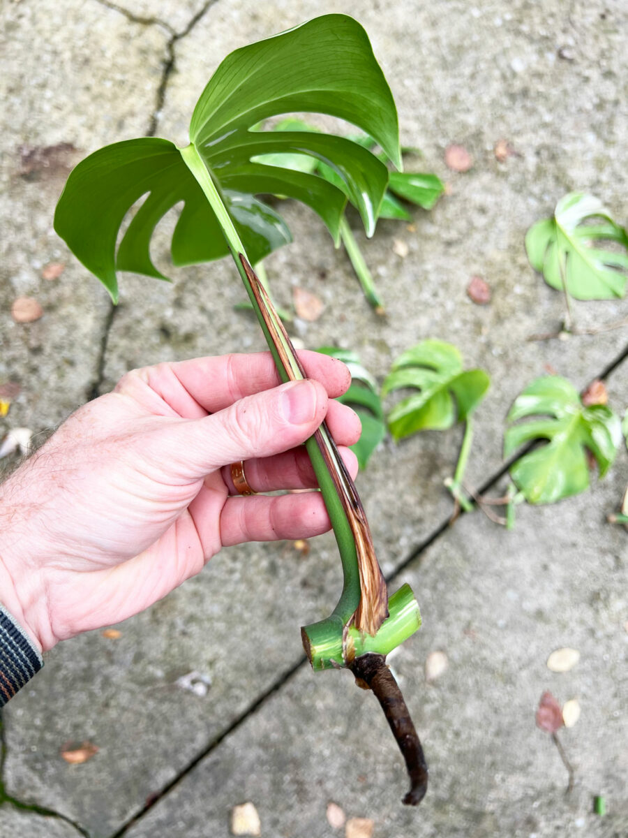 How to Propagate Variegated Monstera in 3 Easy Steps