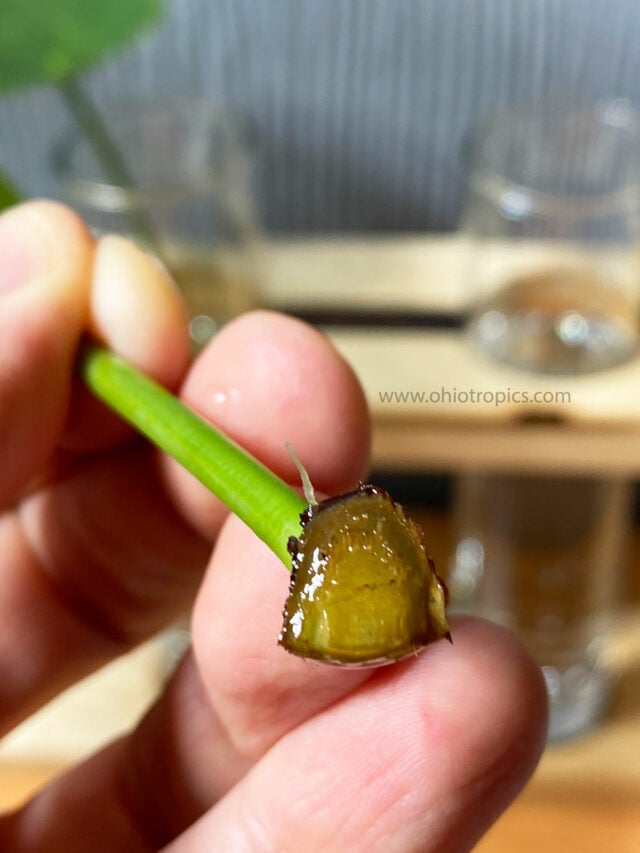 Can you propagate Pilea from a single leaf? YES! Here's How