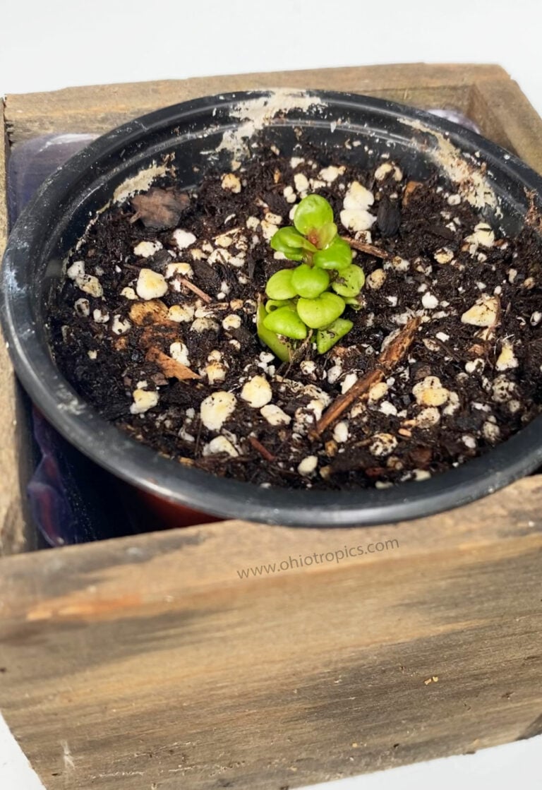 Can you propagate Pilea from a single leaf? YES! Here's How